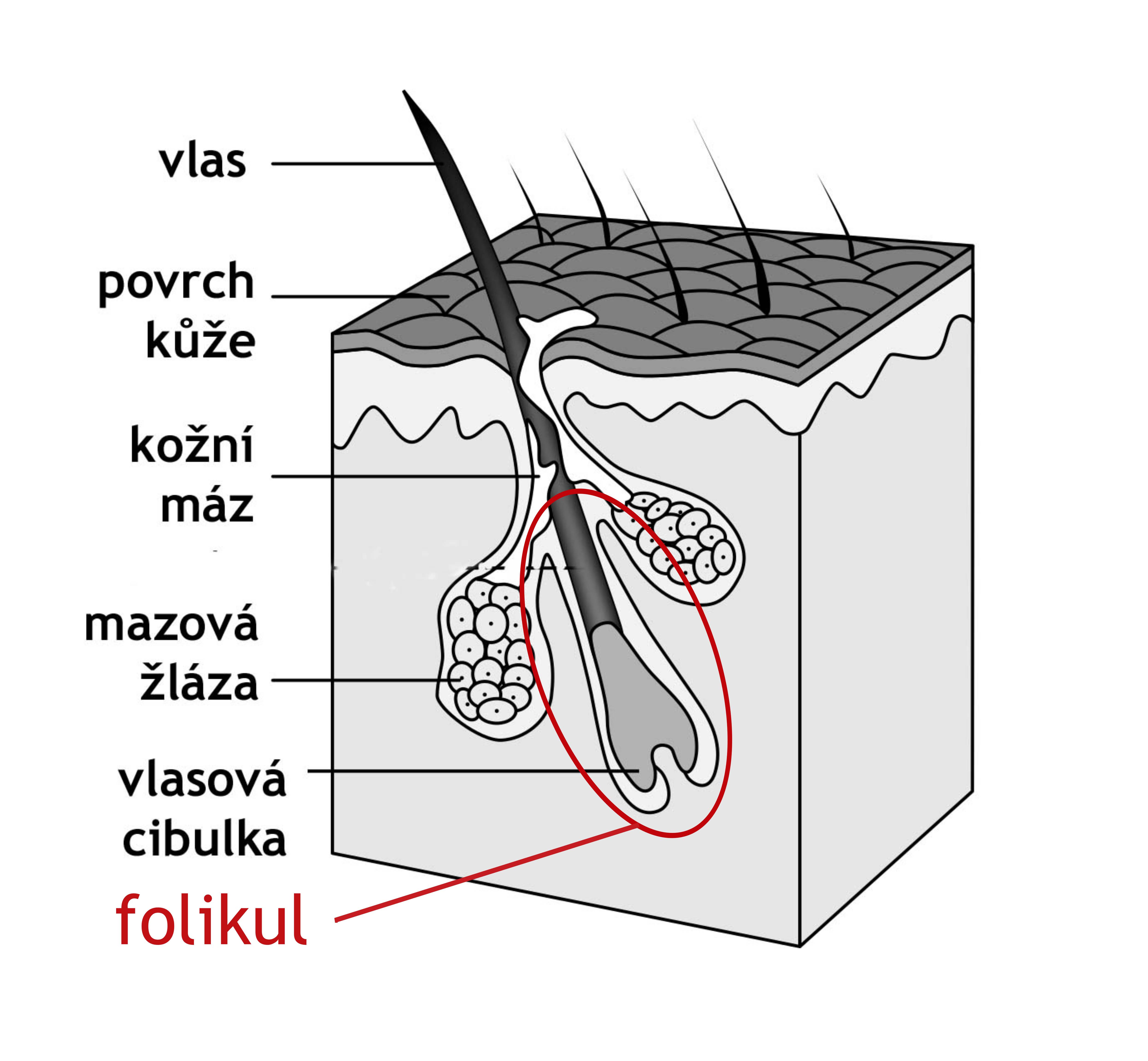 Testosteron nepřímo způsobuje plešatění